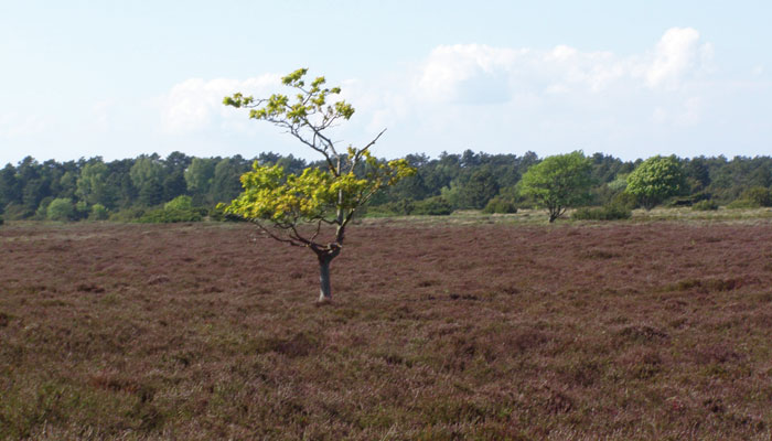 Fredet naturområde på Samsø - Heden | visitsamsoe.dk