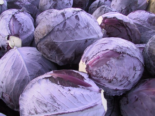 Rotkohl aus Samsø | VisitSamsoe.dk