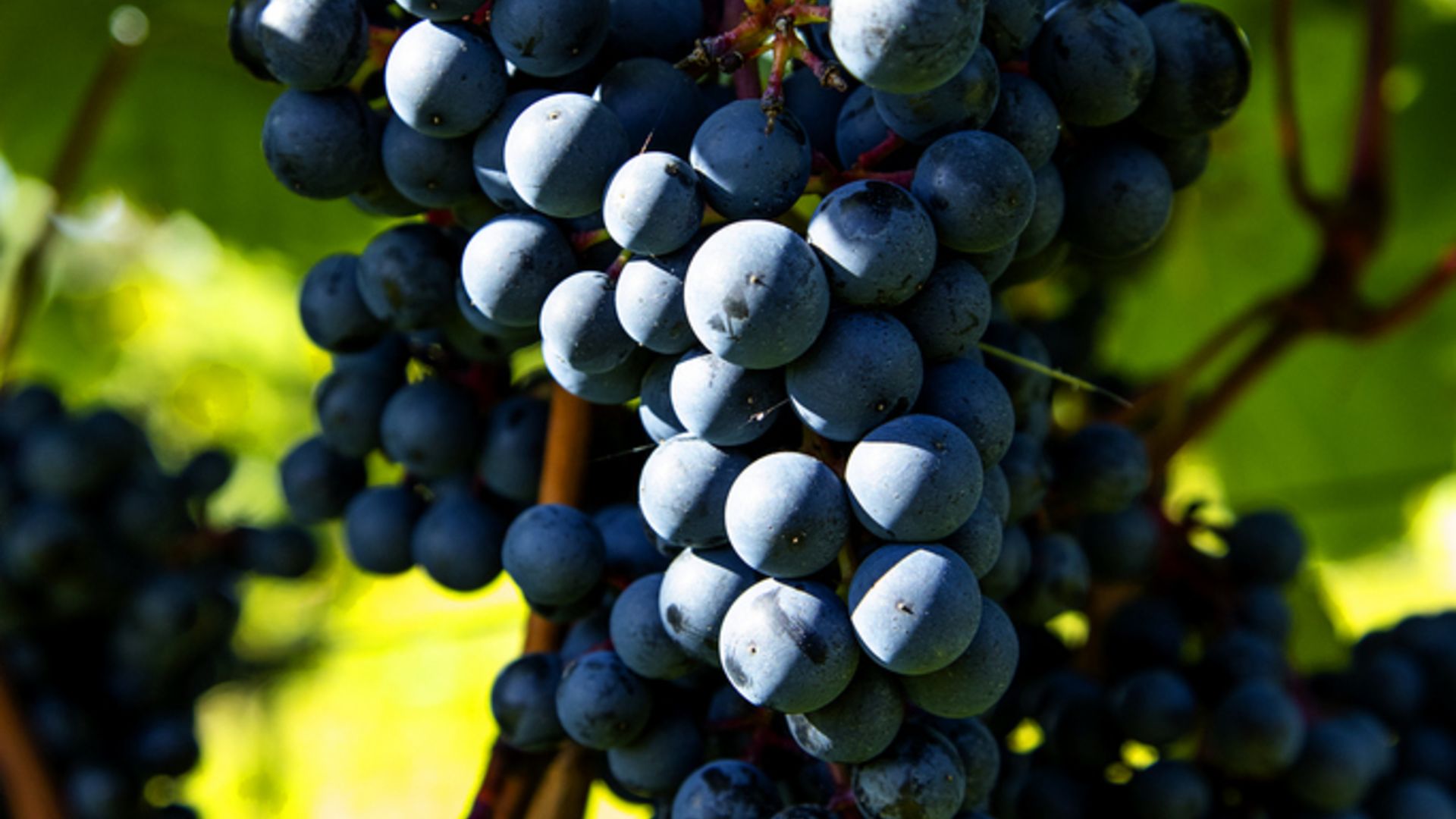 Åben vinmark på Samsø - Samsø Vinsyndikat | visitsamsoe.dk