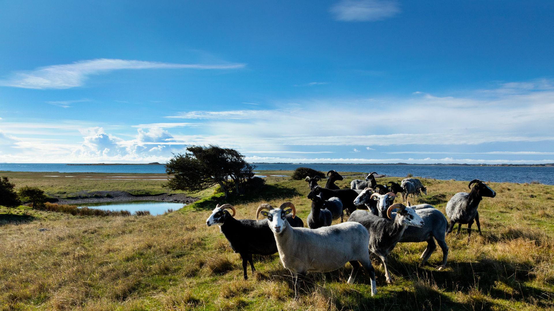 Får i naturens tjeneste | VisitSamsoe.dk